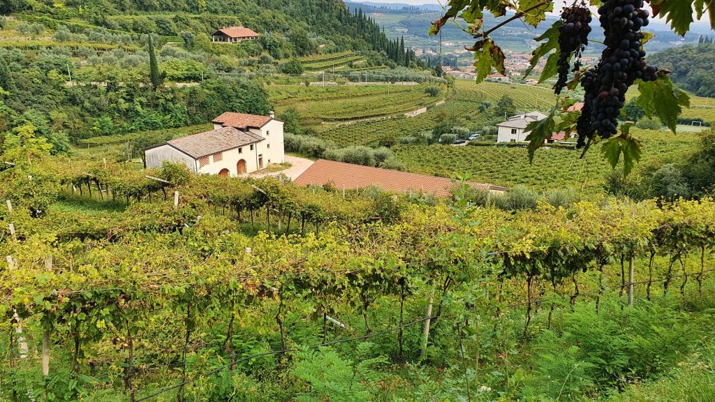Valpolicella: Vitigni, Storia, Caratteristiche Cantina Monte Del Frà