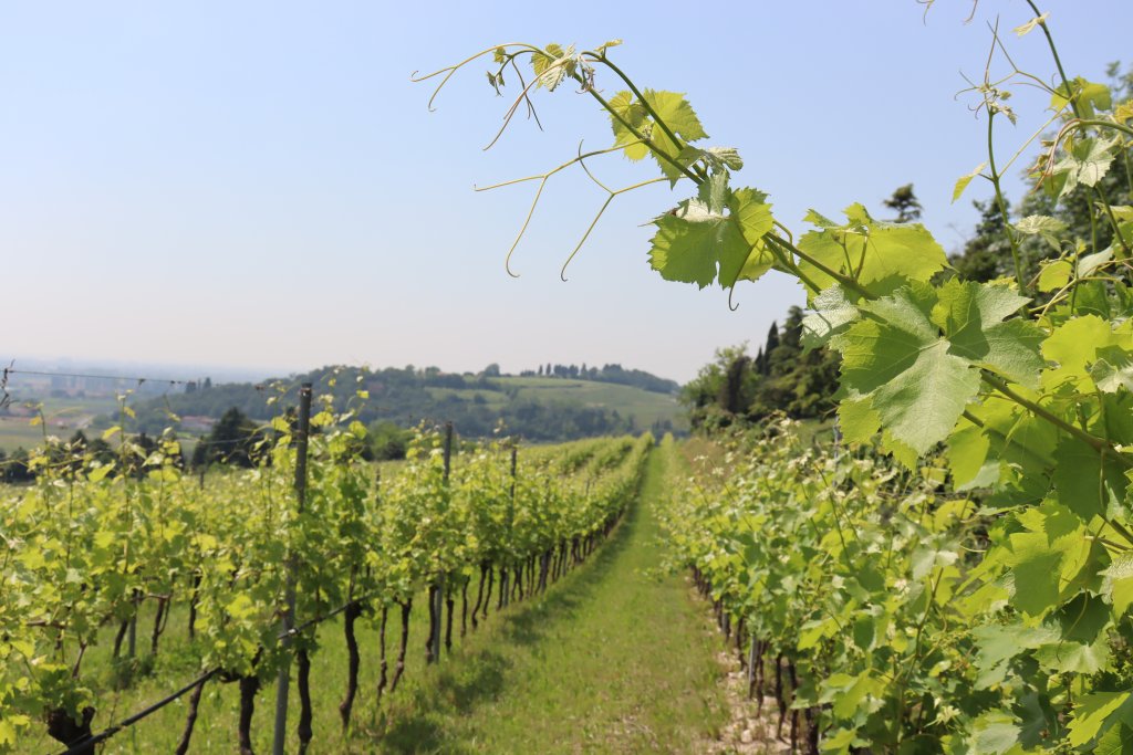 Best Wine Experience Tour of vineyard